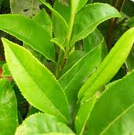 Buy only pure and natural Tea, Green Absolute Oil from us